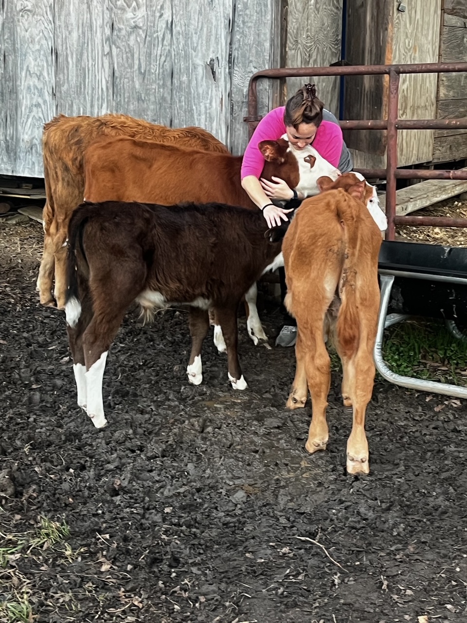 Our Cows – Broken Plow Farm