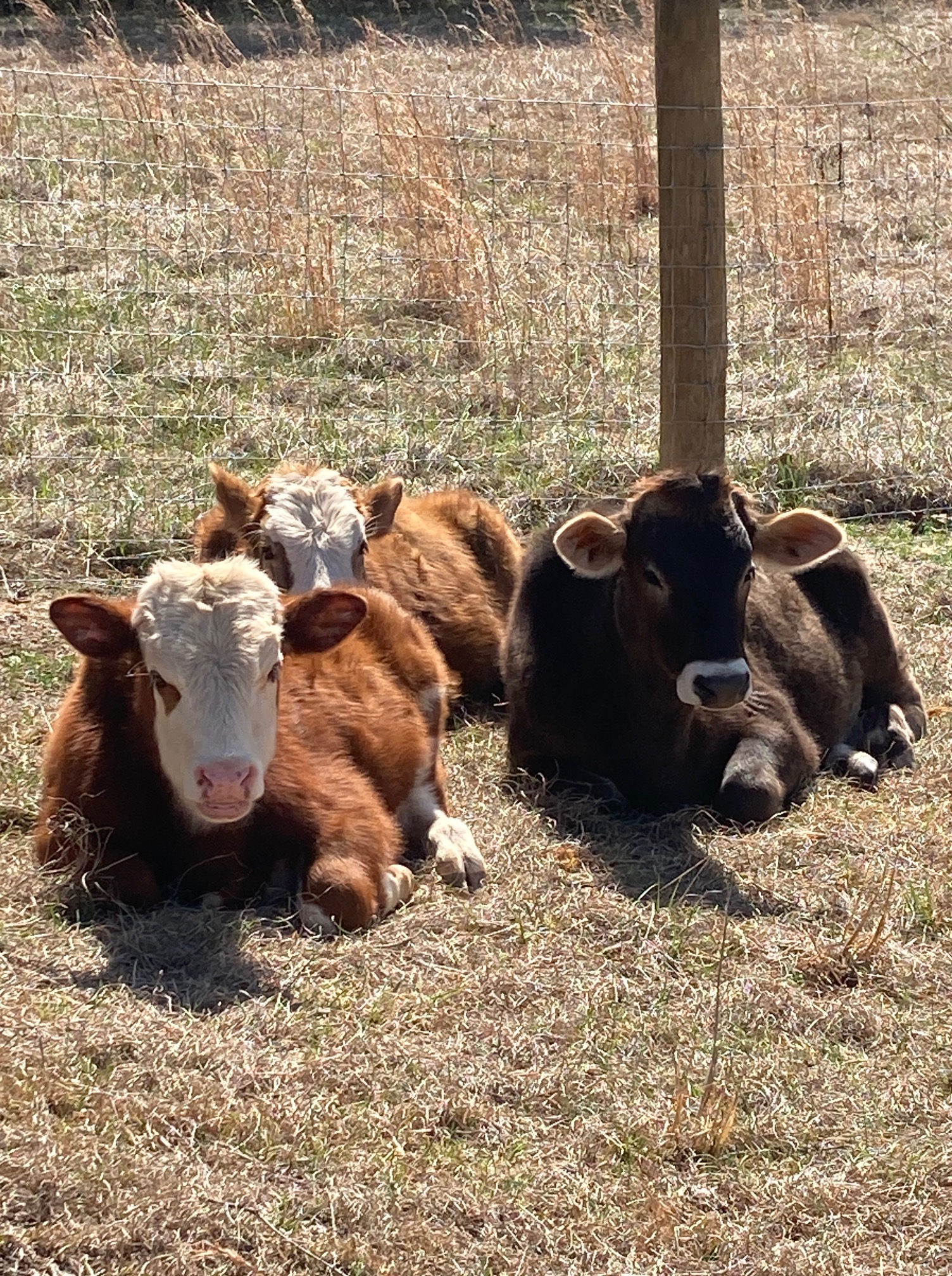 Our Cows – Broken Plow Farm