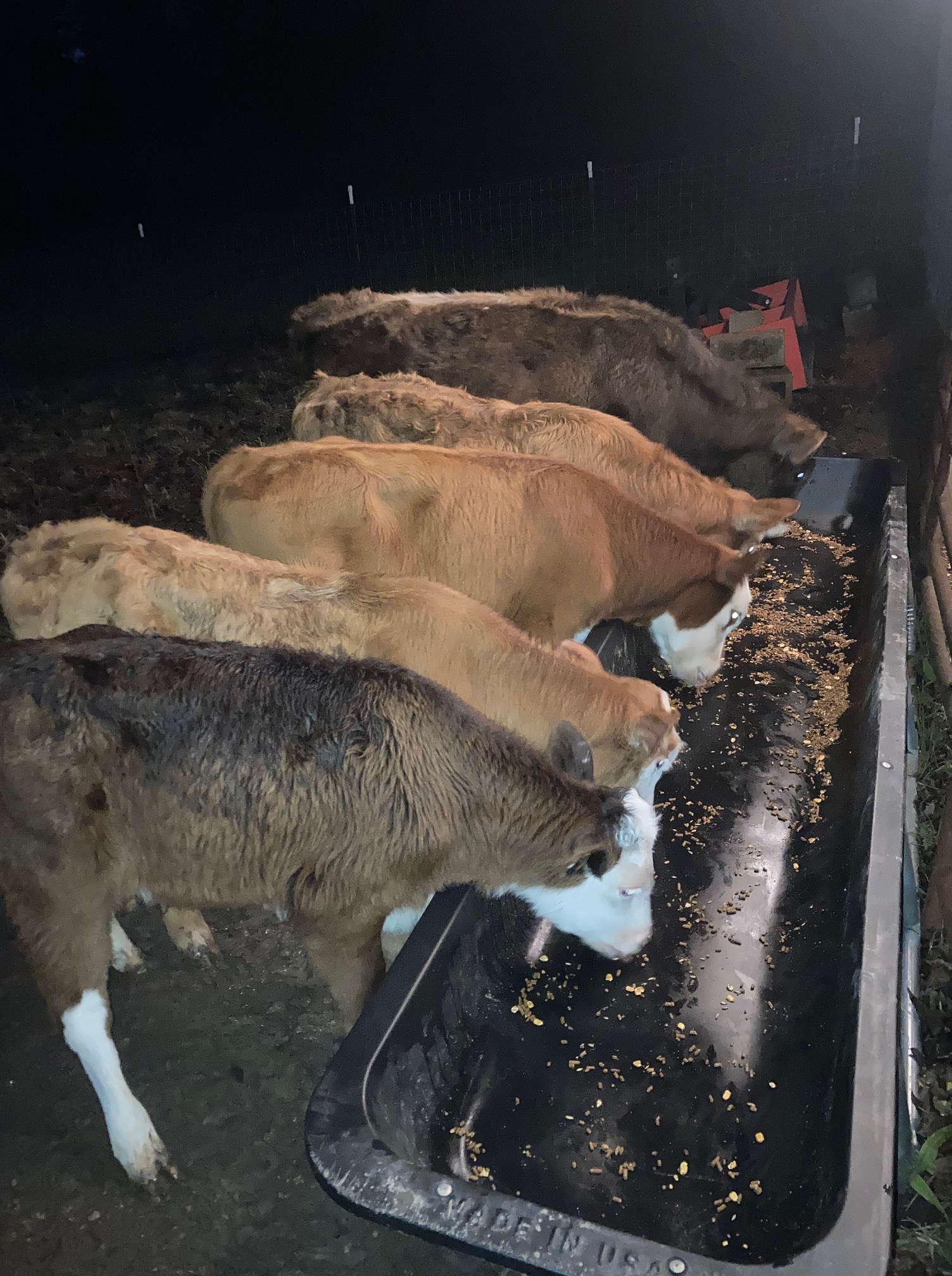 Our Cows – Broken Plow Farm