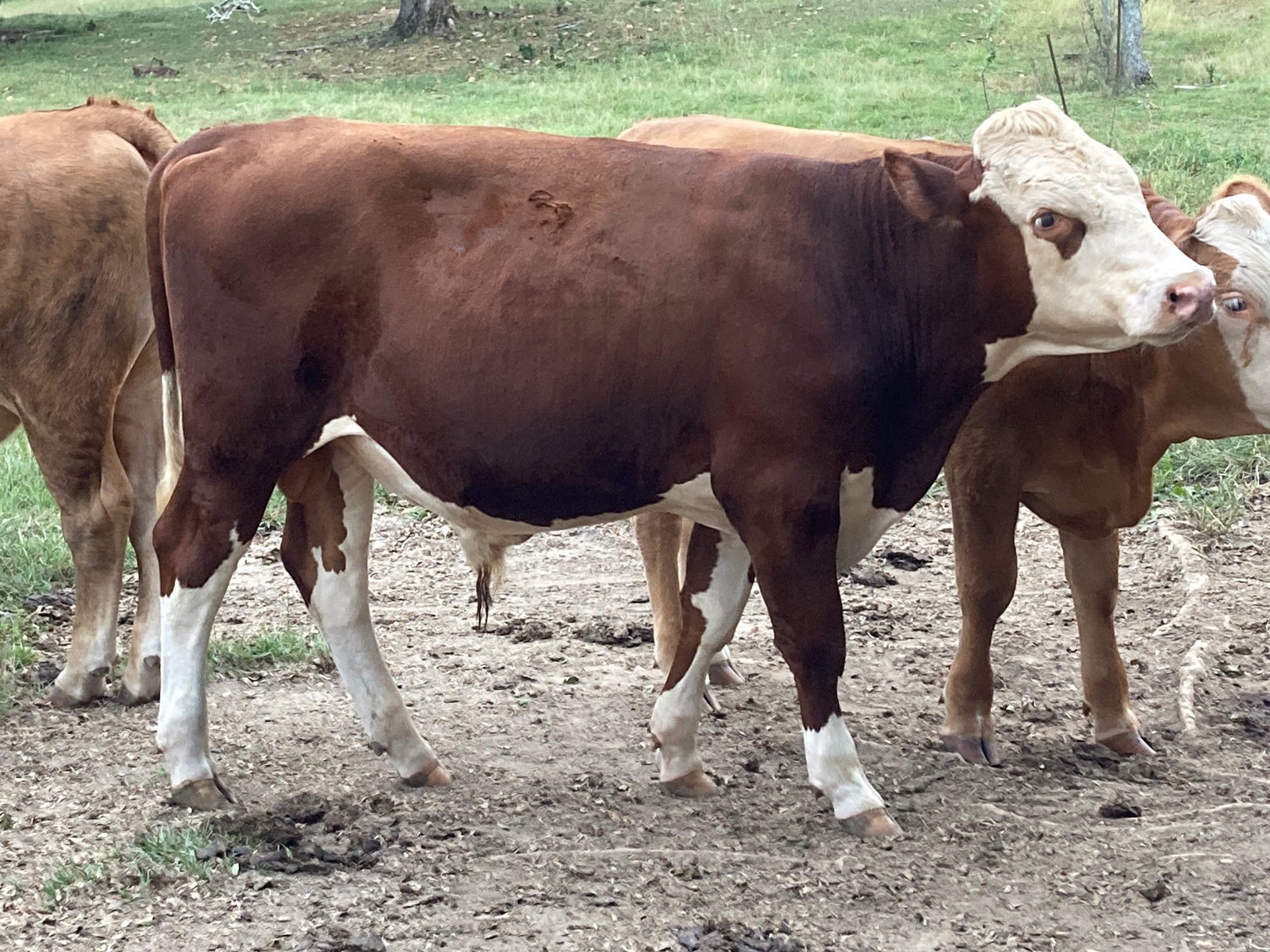 Our Cows – Broken Plow Farm