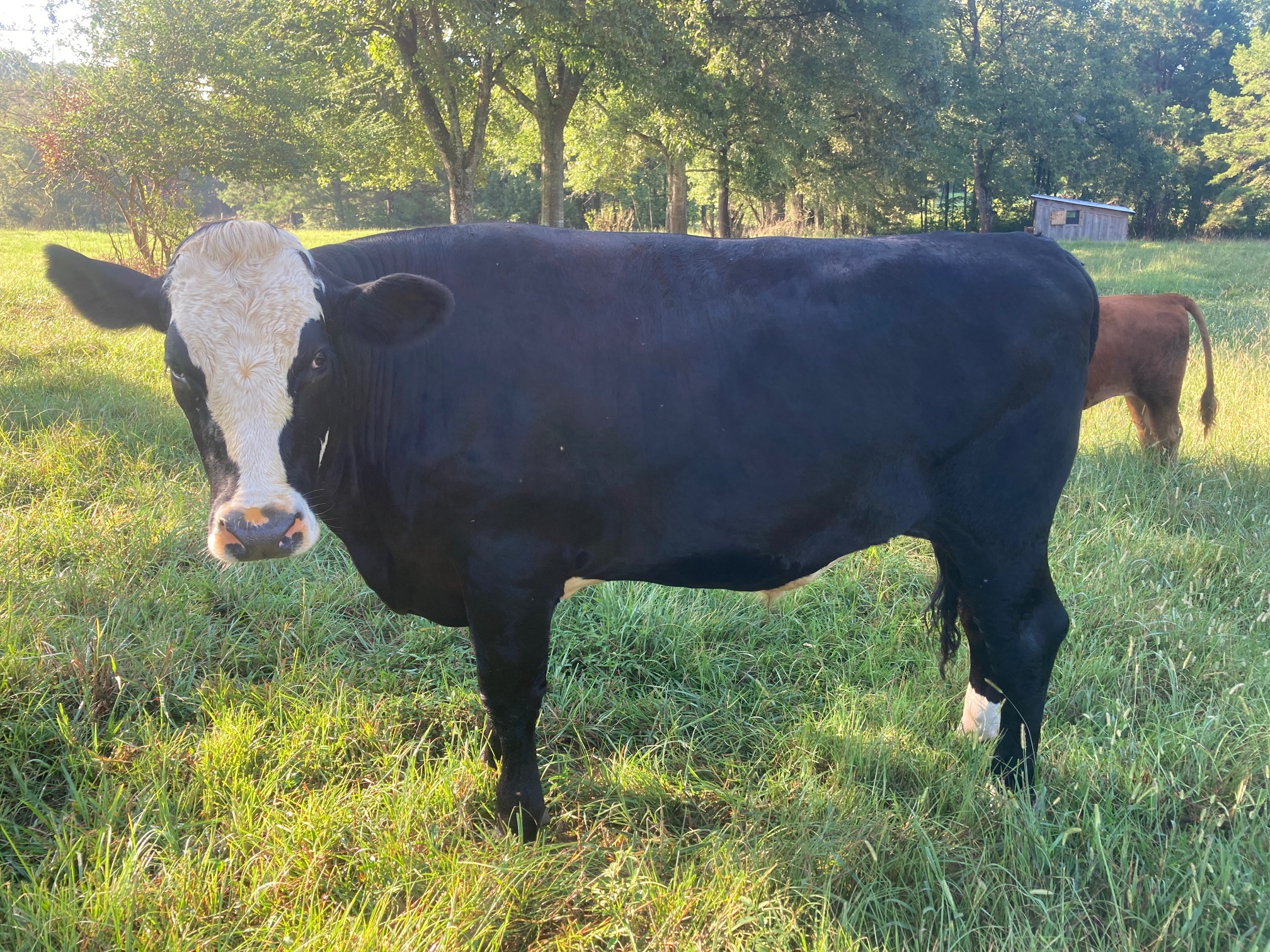 Our Cows – Broken Plow Farm