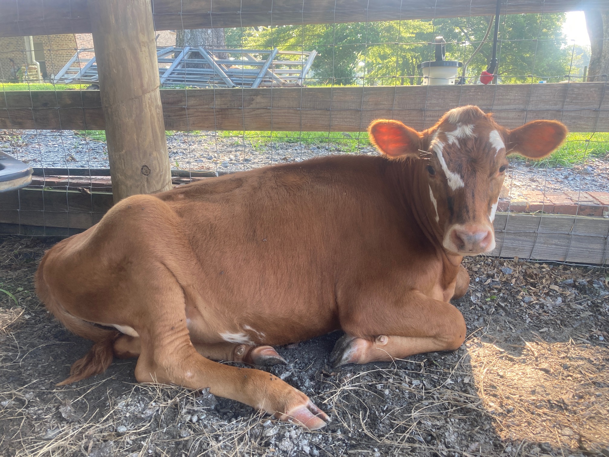 Our Cows – Broken Plow Farm